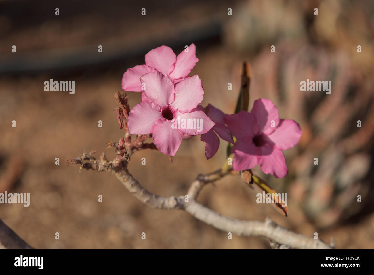 Yemen desert flowers hi-res stock photography and images - Alamy