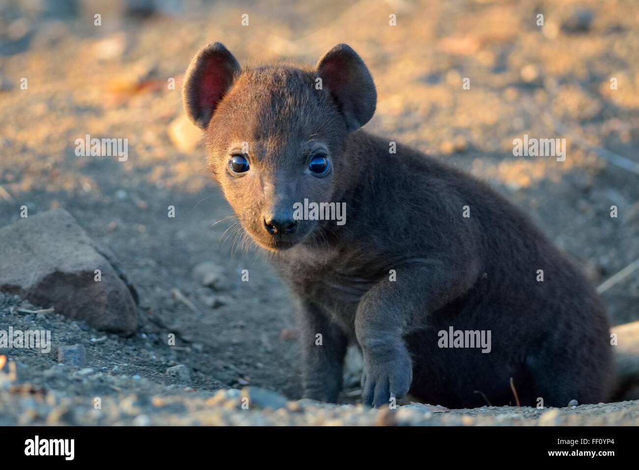 African Baby Hyena