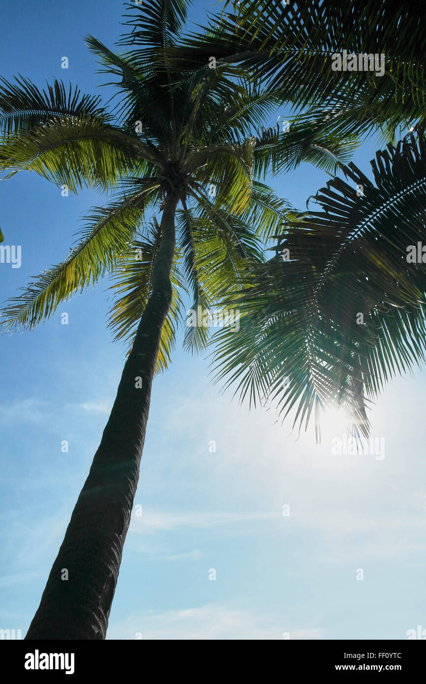 Palm tree in Thailand Stock Photo - Alamy
