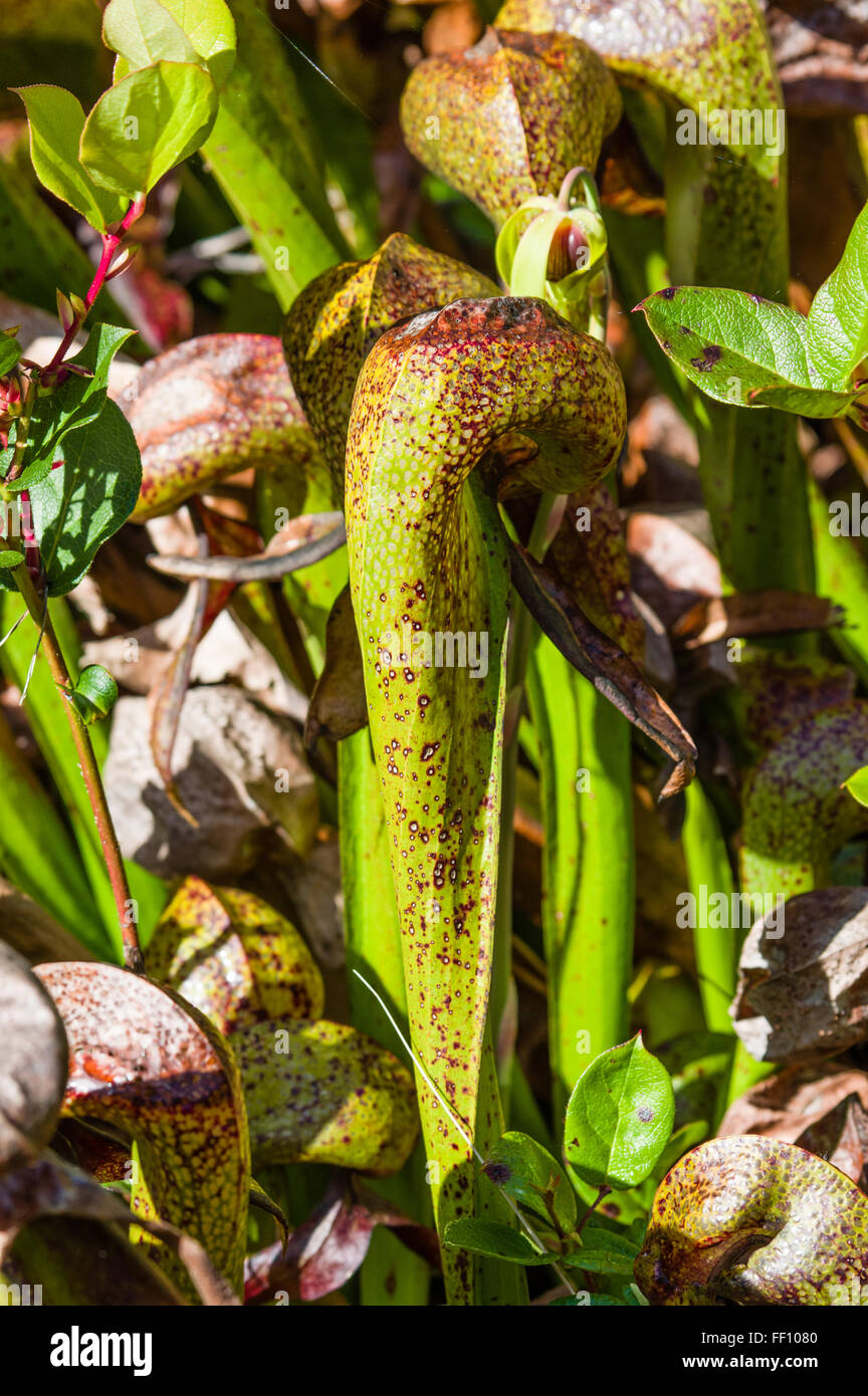Wetland plants oregon hi-res stock photography and images - Alamy