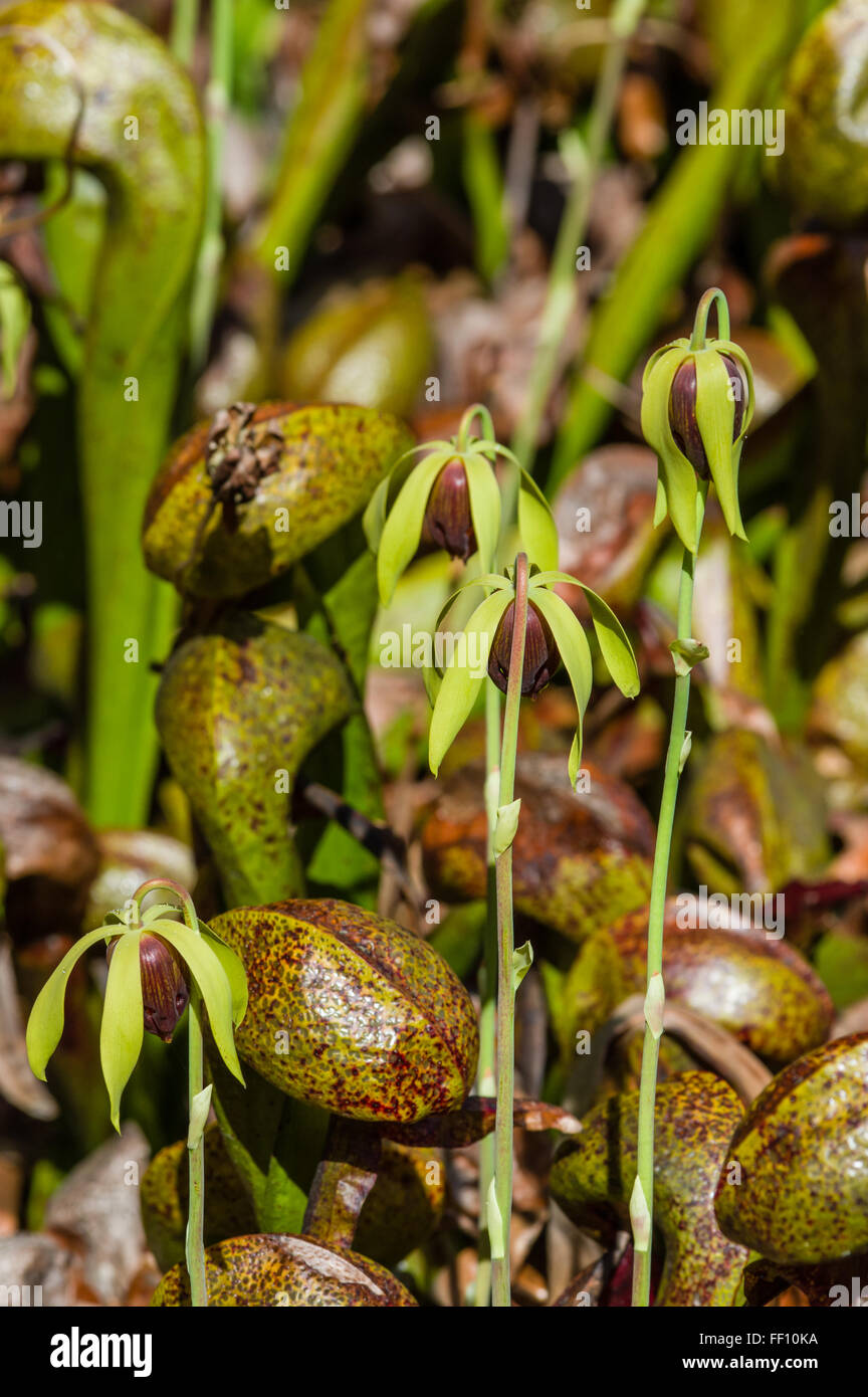 Wetland plants oregon hi-res stock photography and images - Alamy