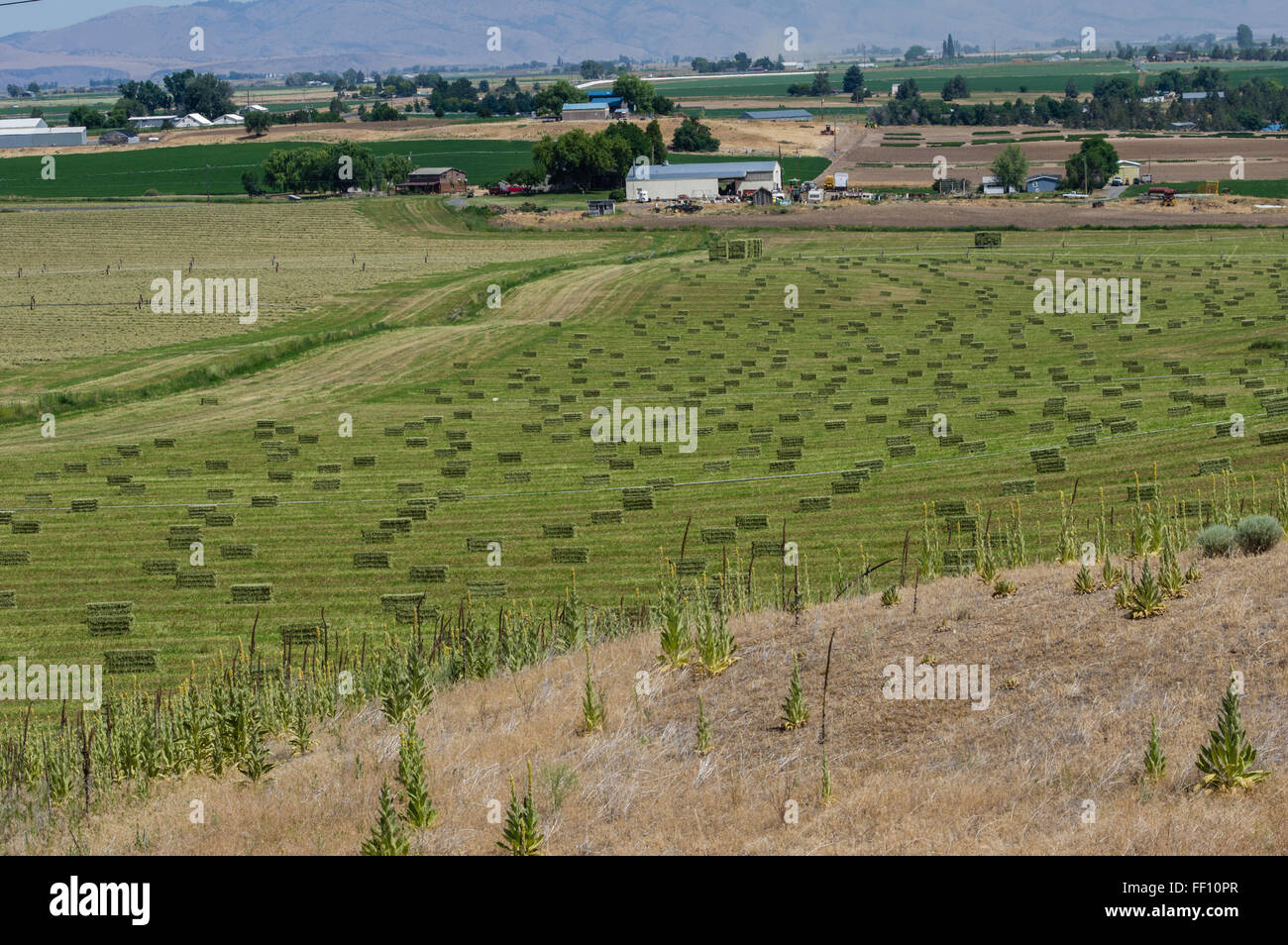 Rows of hay bales hi-res stock photography and images - Alamy