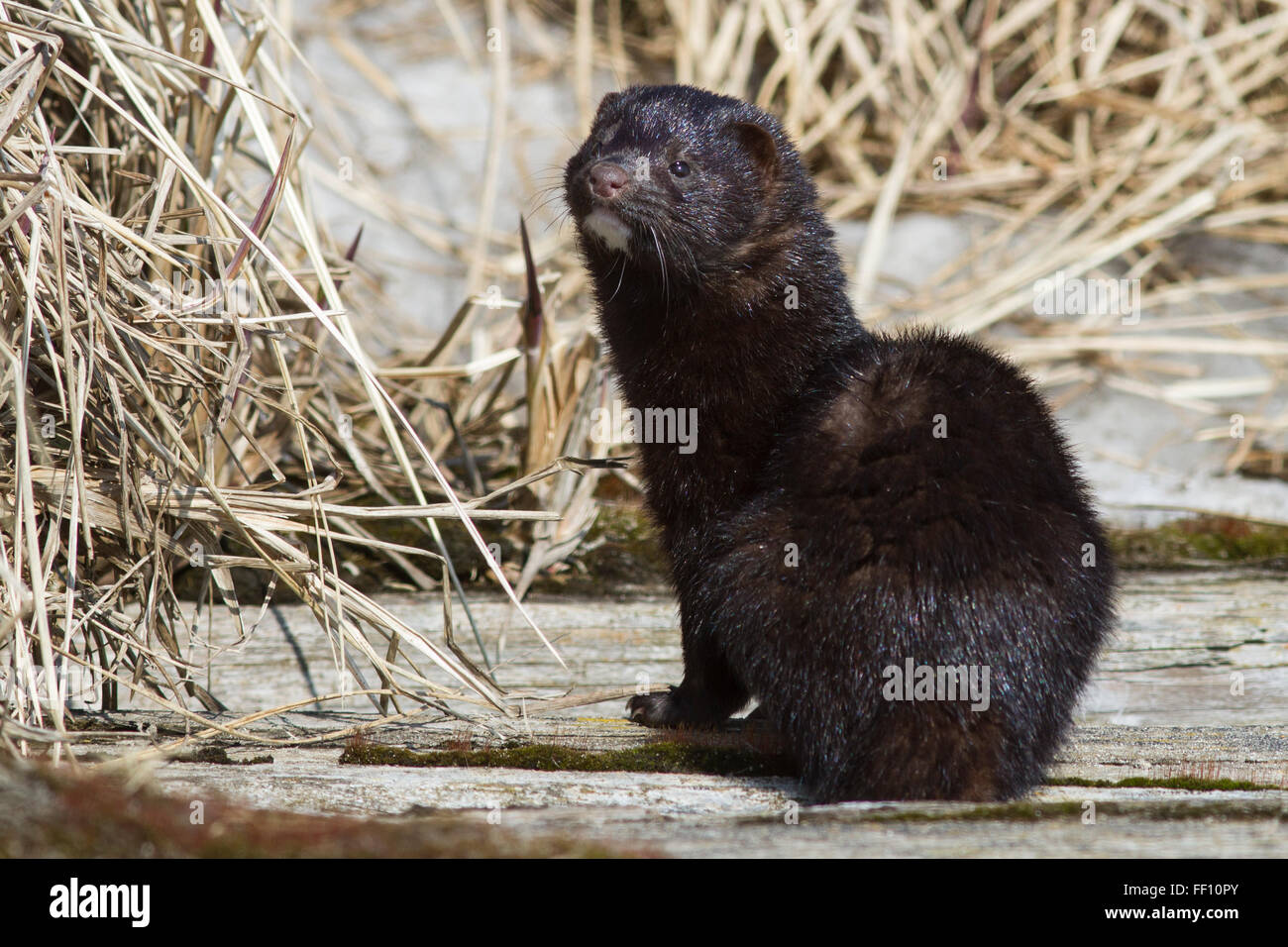 Mink island hi-res stock photography and images - Alamy