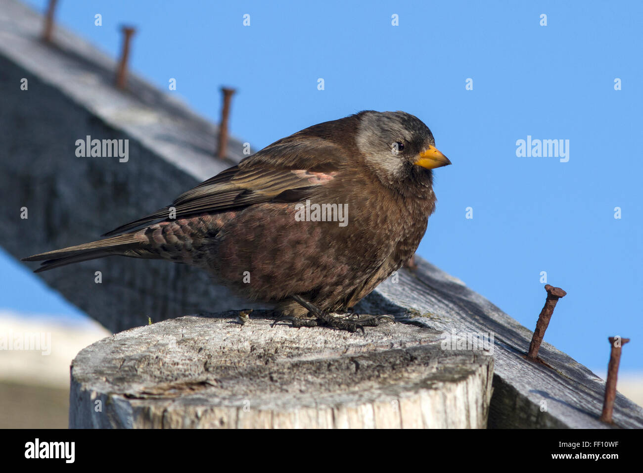 Rosy finch hi-res stock photography and images - Alamy