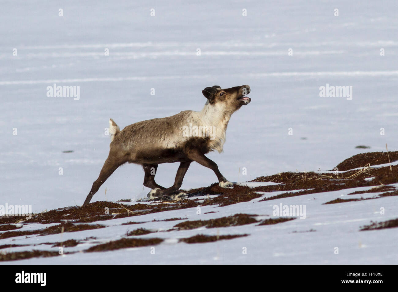 Male reindeer running on the tundra spring Stock Photo - Alamy