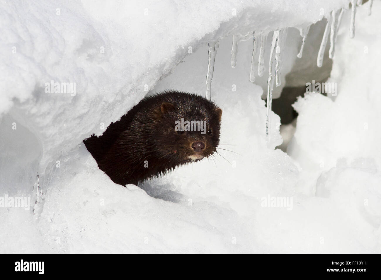 Mink animals hi-res stock photography and images - Alamy