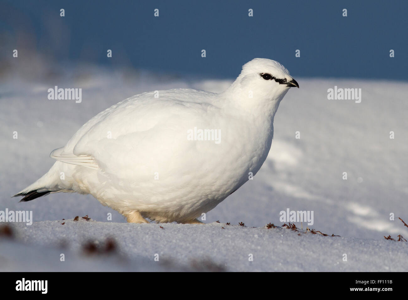 Rock Ptarmigan male who stands on the bumps in the winter tundra Stock ...