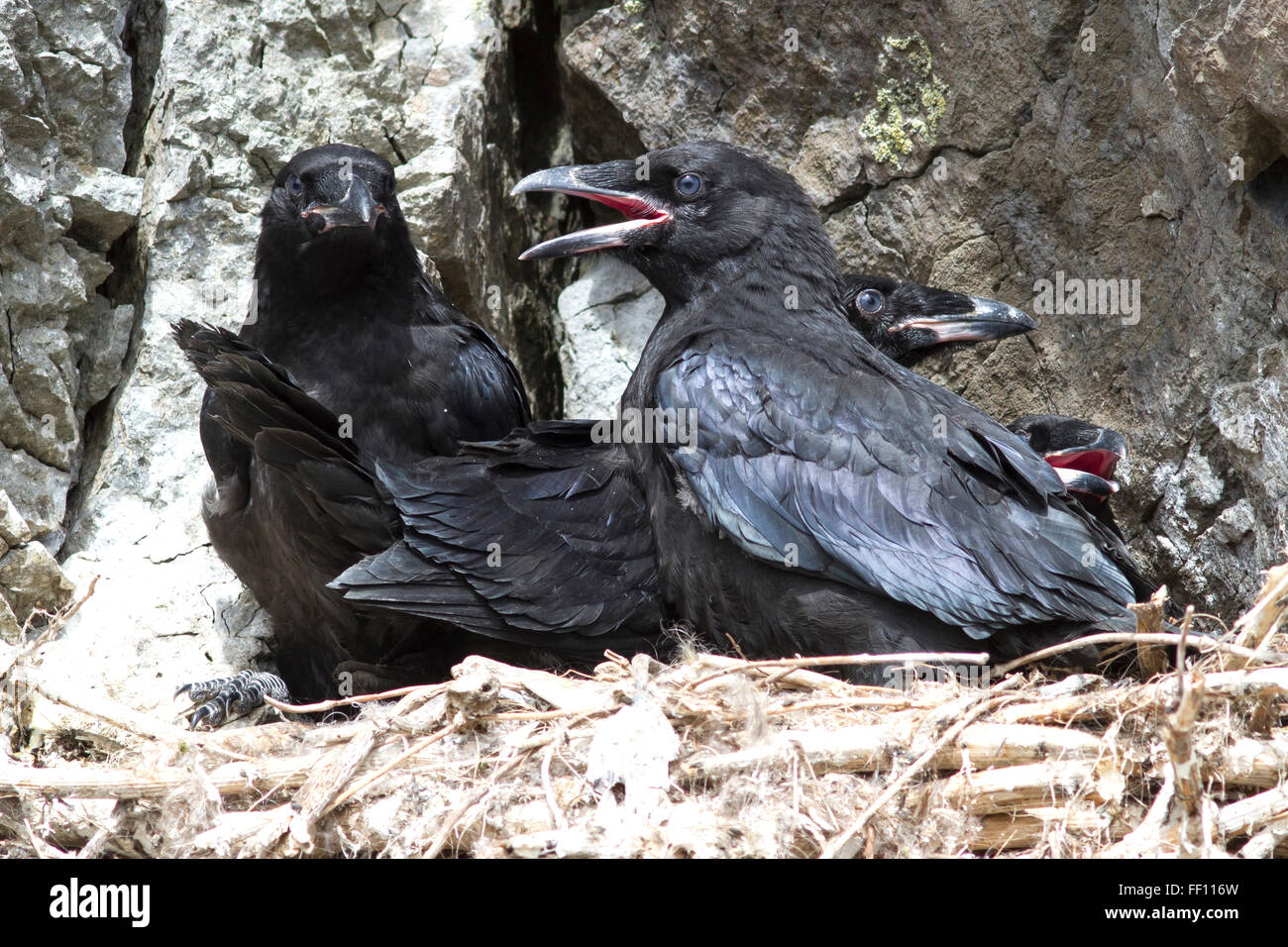 young ravens are sitting in a nest on a slope Stock Photo - Alamy