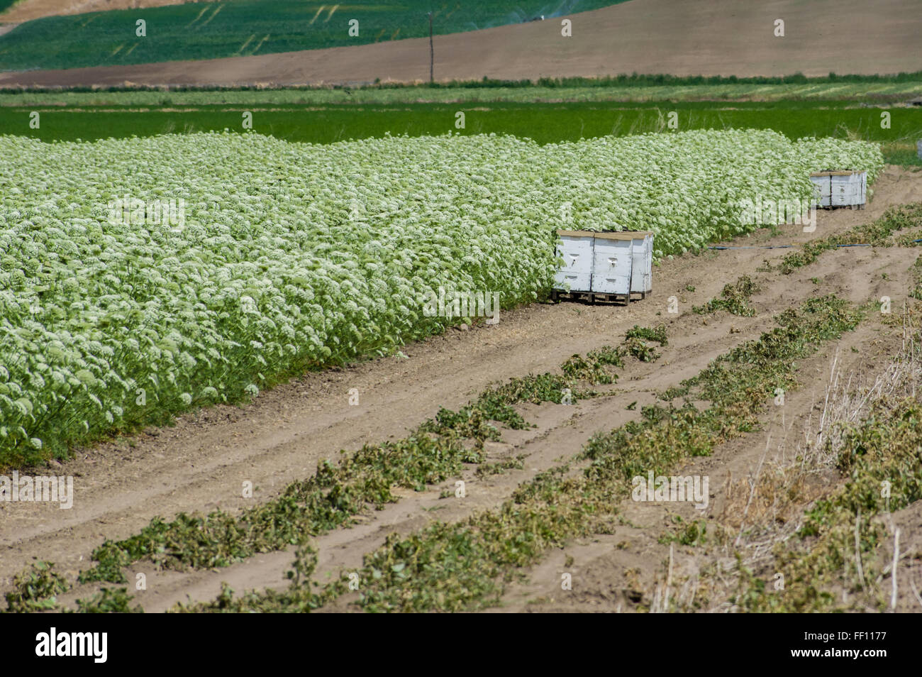 Carrot field seed hi-res stock photography and images - Alamy