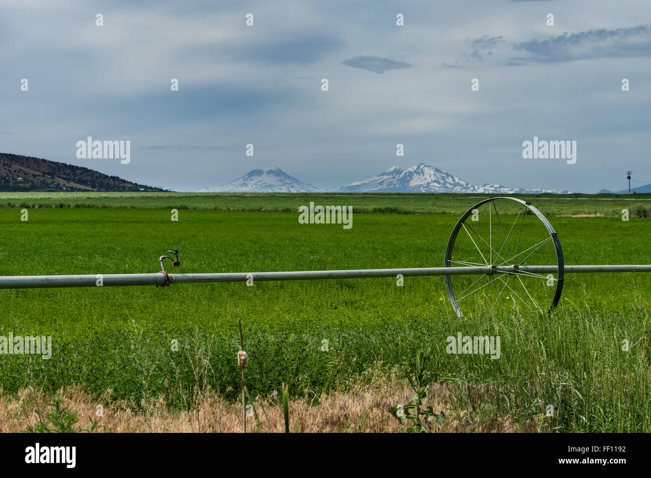 Irrigation system in a field of alfalfa. Eastern Oregon Stock Photo - Alamy