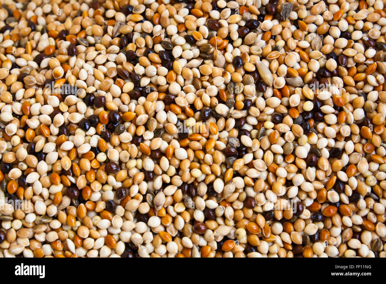 Bird wheat hi-res stock photography and images - Alamy