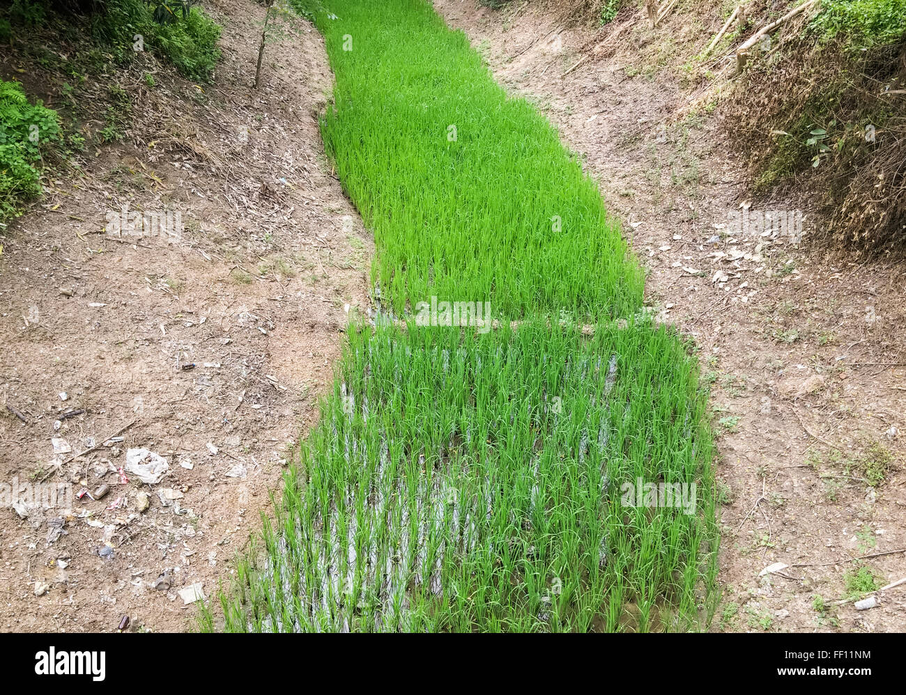 Dry paddy field hi-res stock photography and images - Alamy