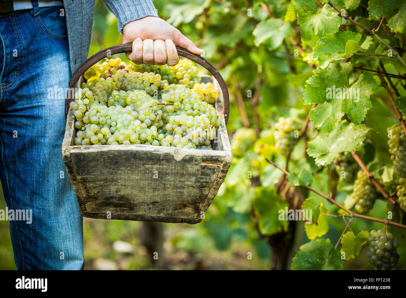 Caucasian farmer carrying grapes in vineyard Stock Photo - Alamy