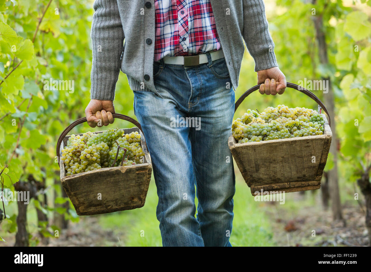 Caucasian farmer carrying grapes in vineyard Stock Photo - Alamy