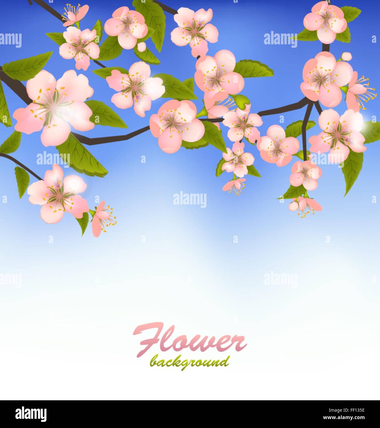 Cherry flowers blooming spring Stock Vector Images - Alamy