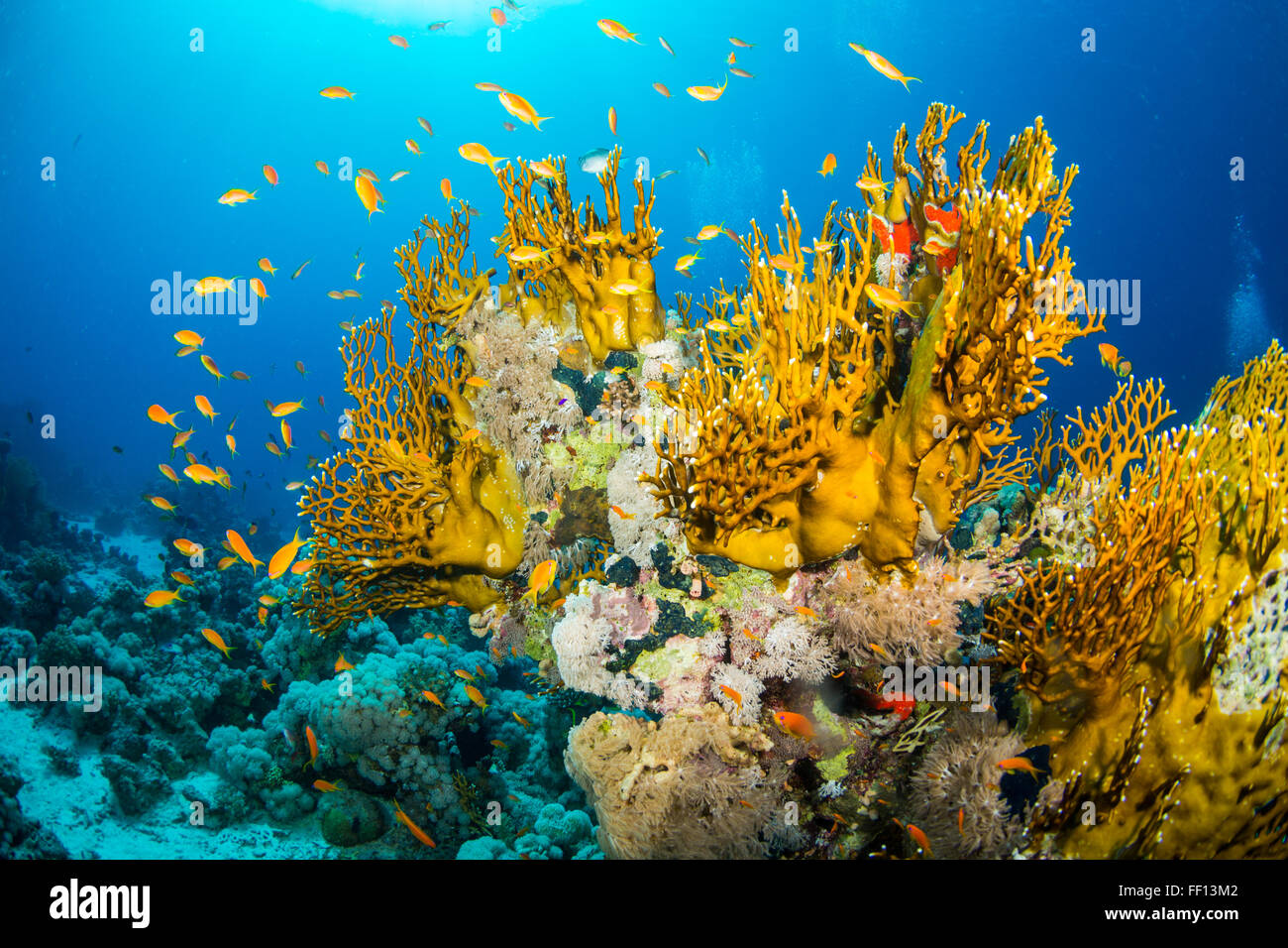 The reefs of the Red Sea Stock Photo - Alamy