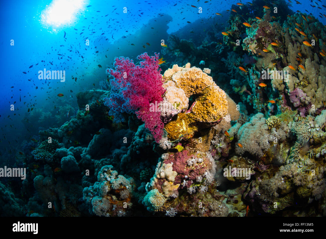 The reefs of the Red Sea Stock Photo - Alamy