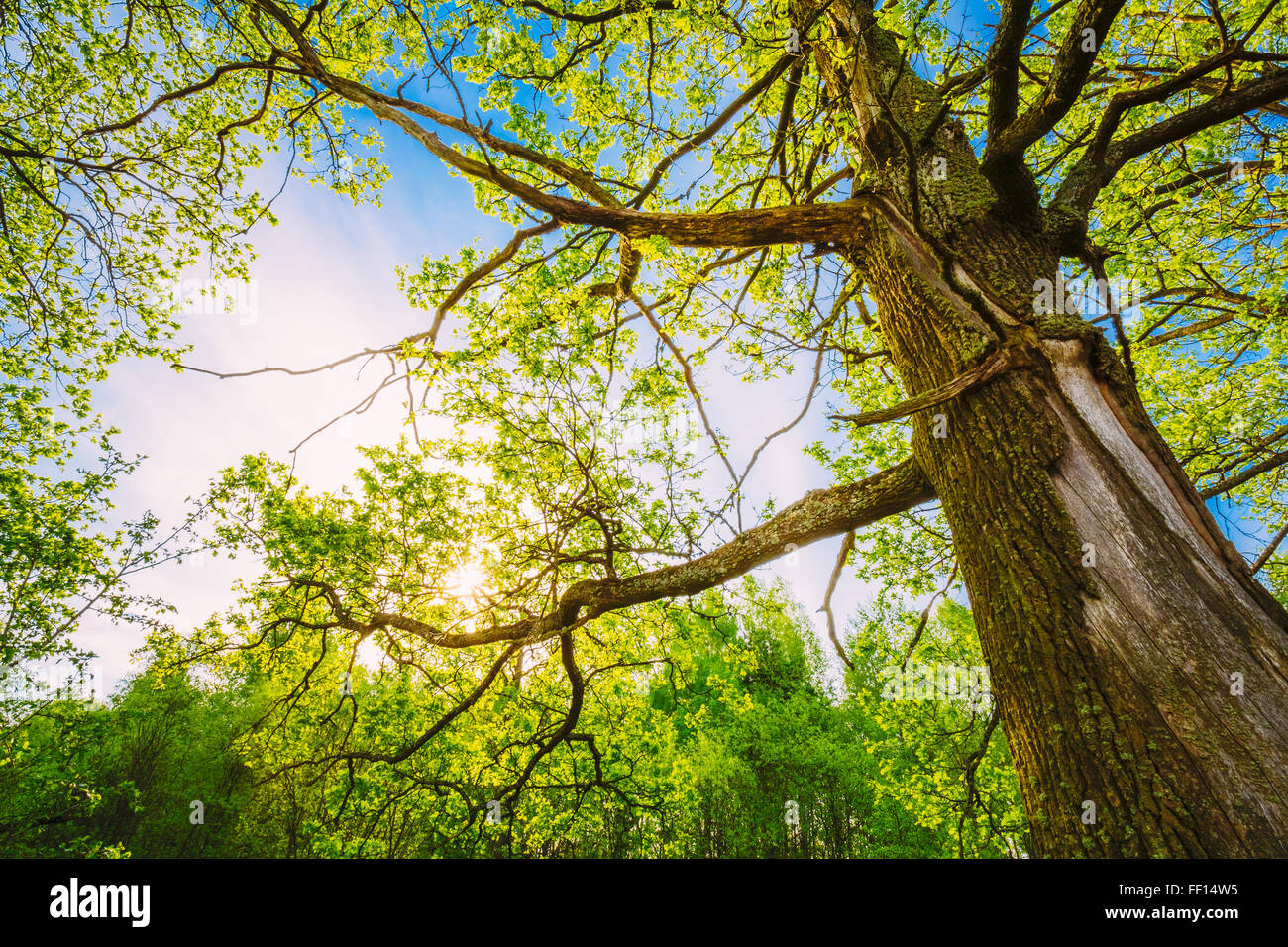 Spring Sun Shining Through Canopy Of Tall Oak Trees. Upper Branches Of ...
