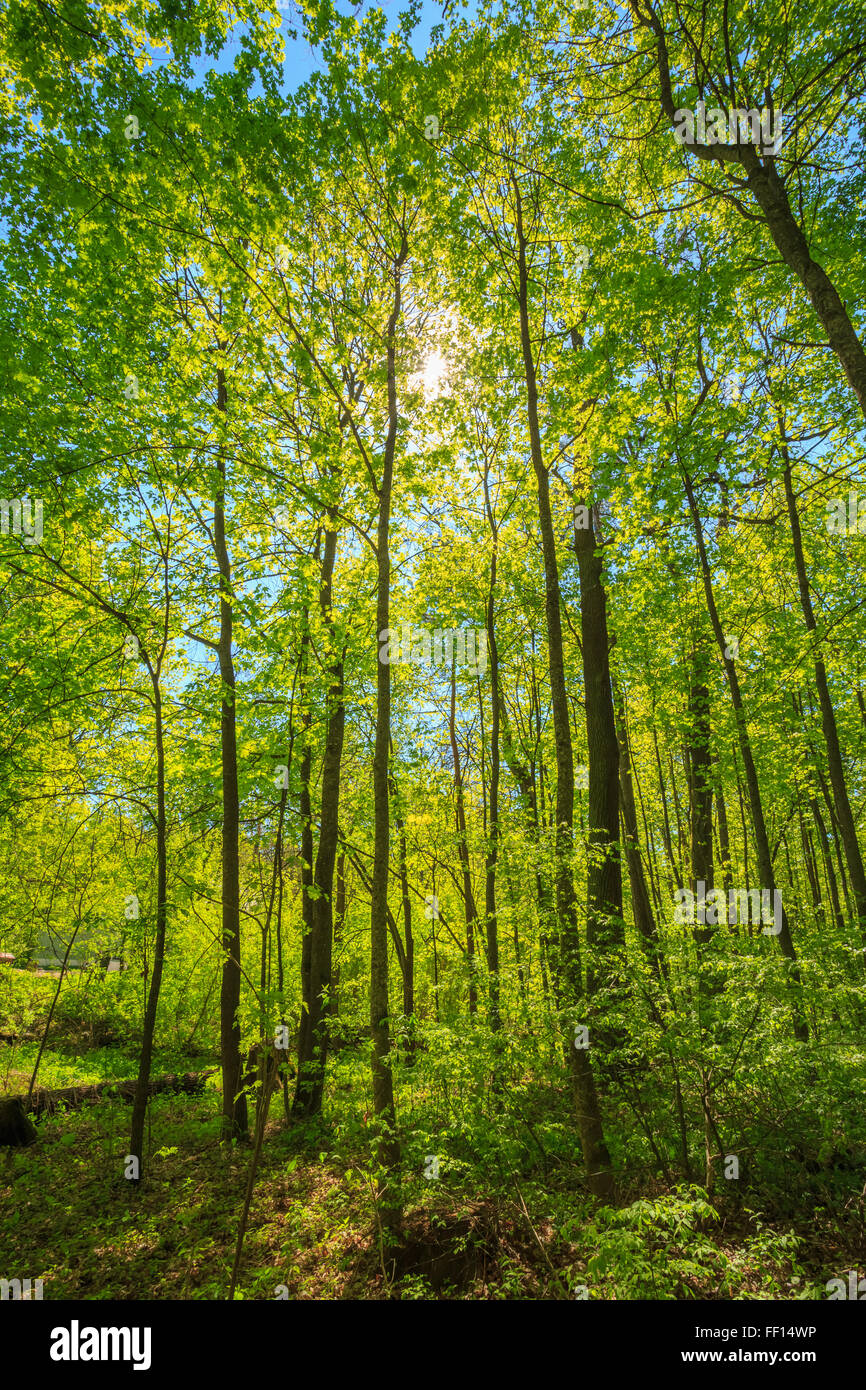 Bright sun shining through wide hi-res stock photography and images - Alamy