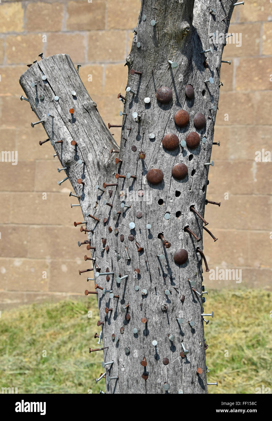 Tree trunk with nails Stock Photo - Alamy