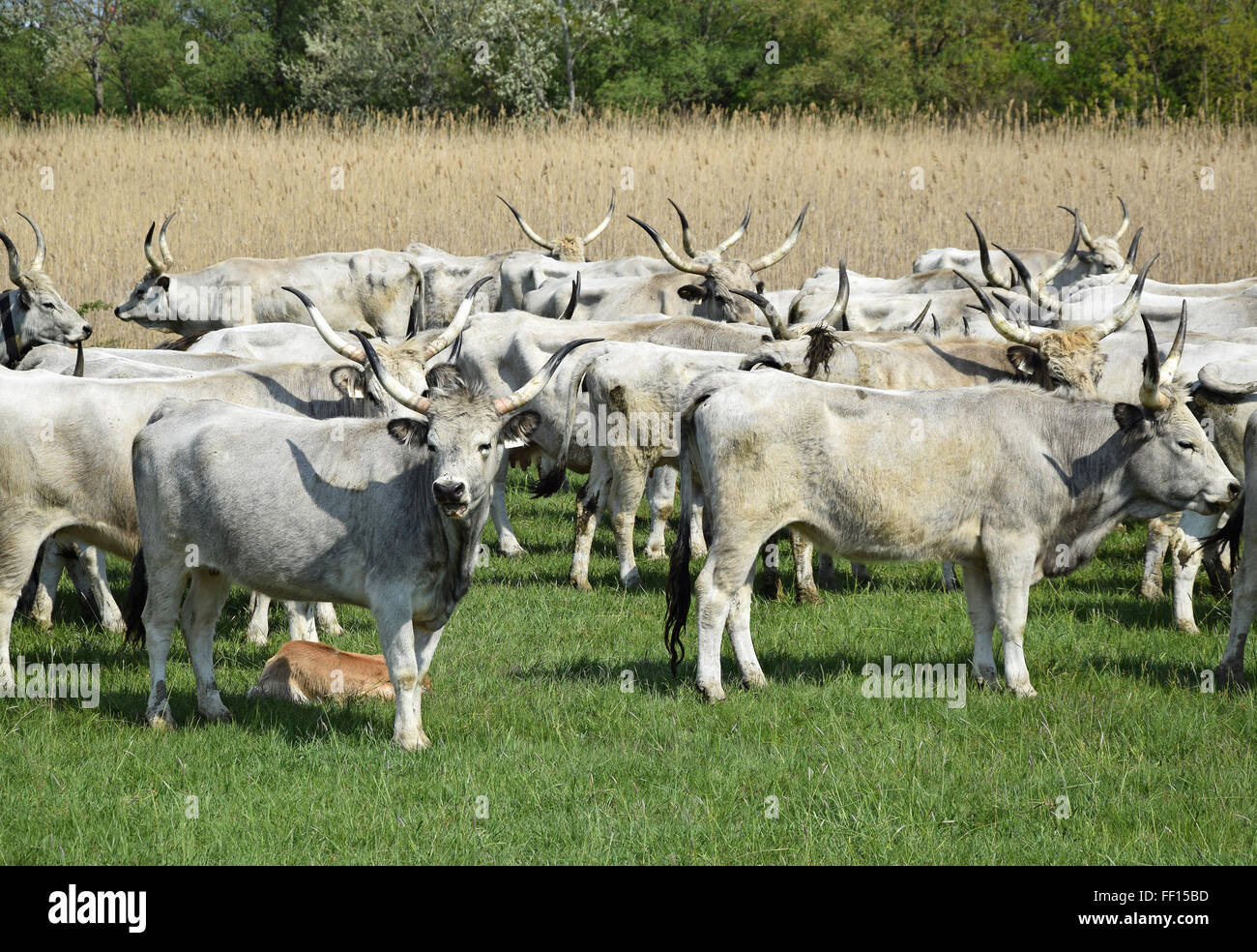 Grey cattle calf hi-res stock photography and images - Alamy