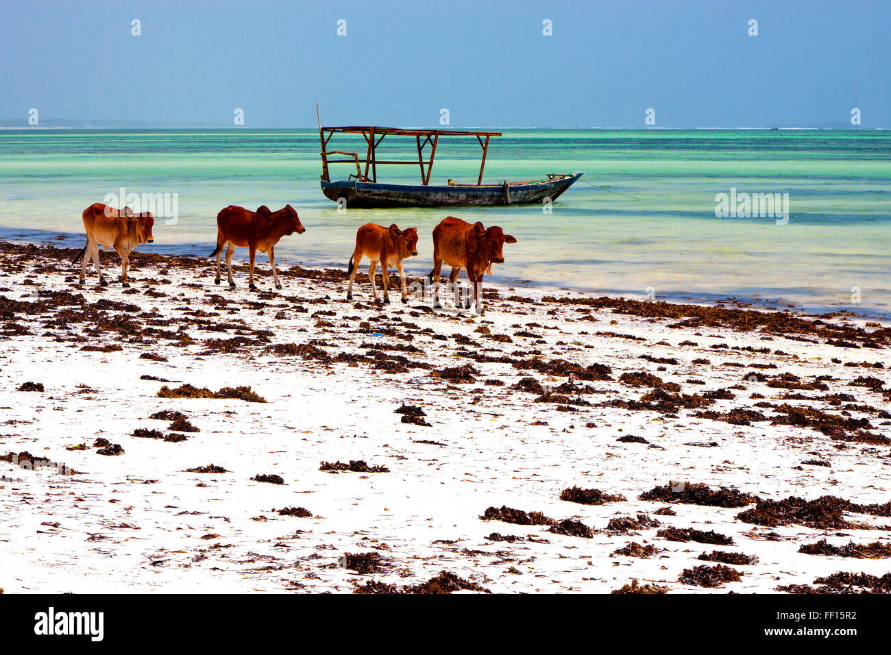 cow costline boat pirague in the blue lagoon relax of zanzibar africa ...