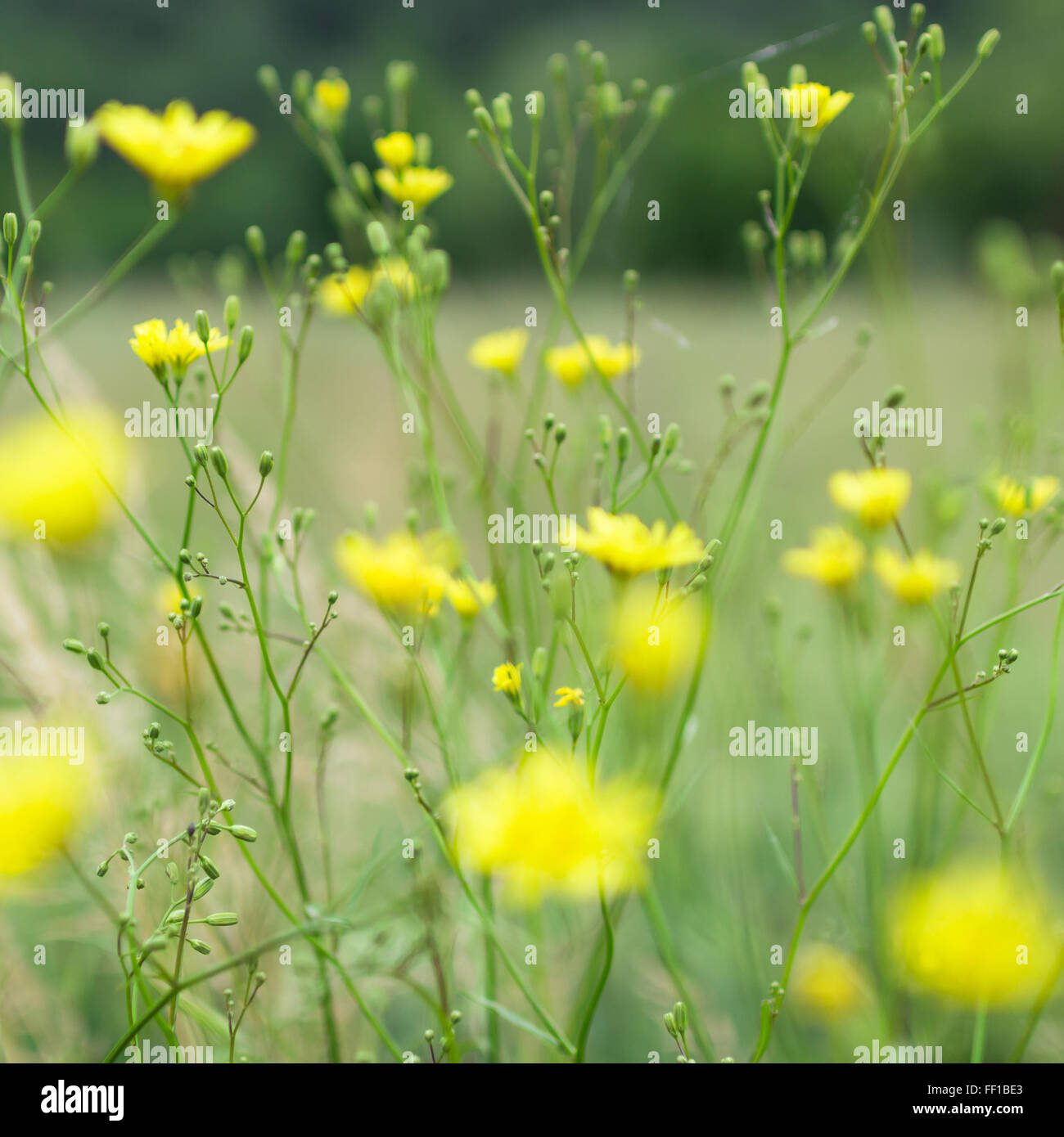 Amazing yellow flowers, in spring, with blurred background Stock Photo ...