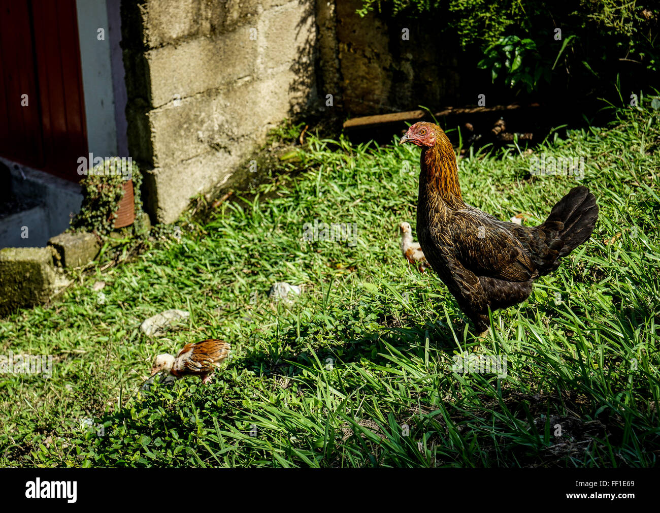 Baby chicken walking hi-res stock photography and images - Alamy