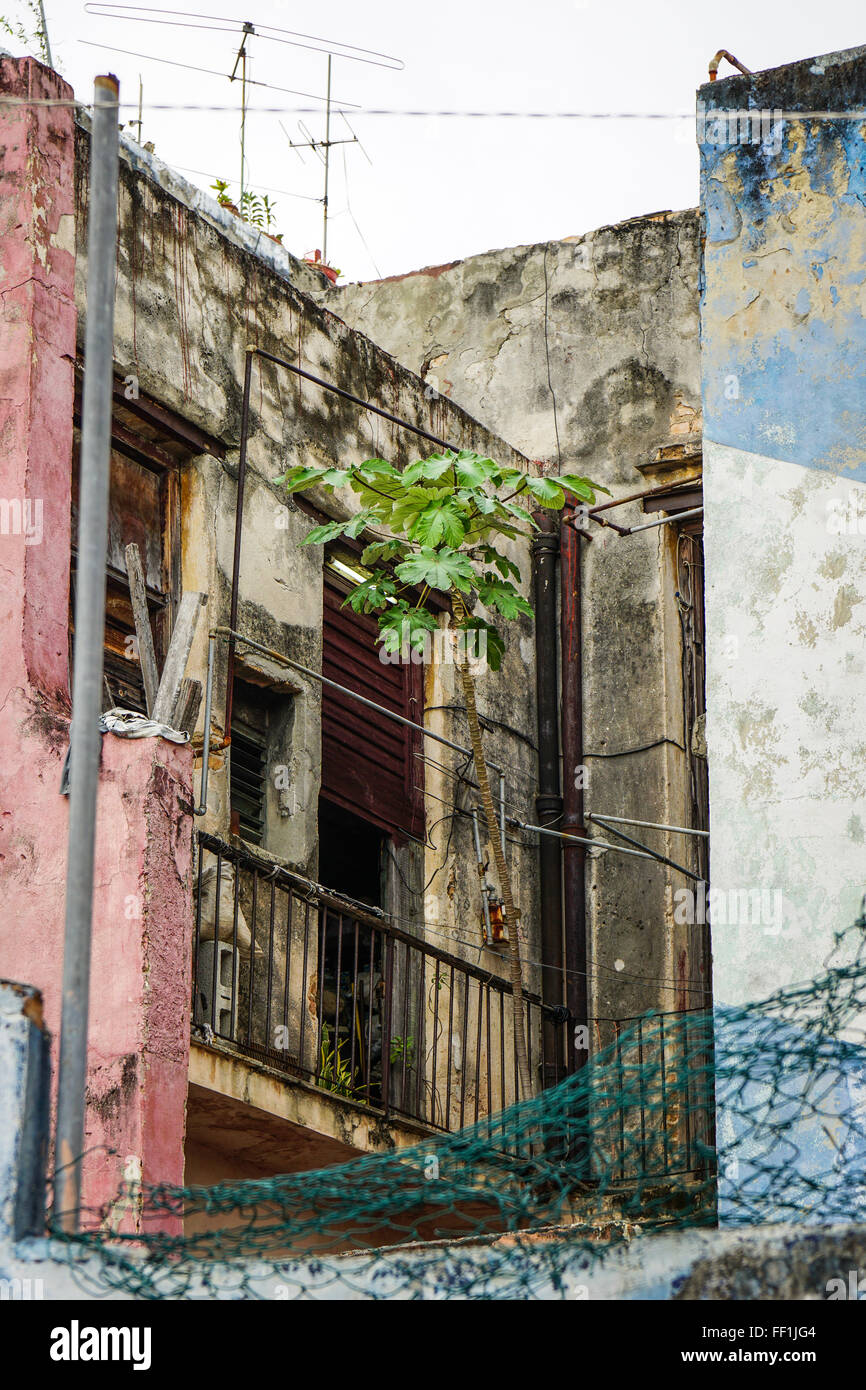Slum facade with Balcony and Palm tree Stock Photo - Alamy