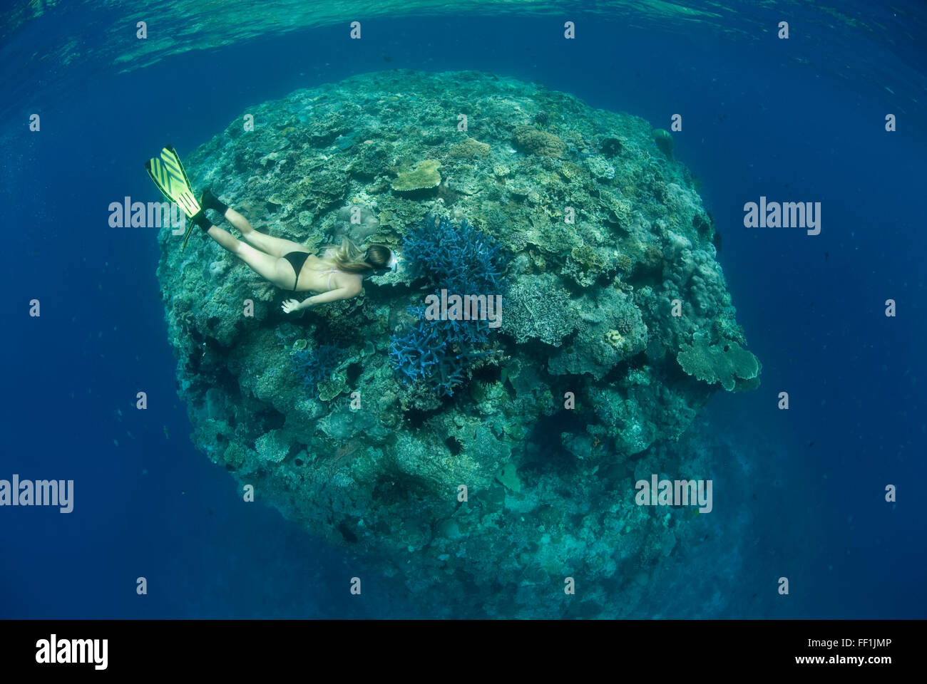 Free diver bikini hi-res stock photography and images - Alamy