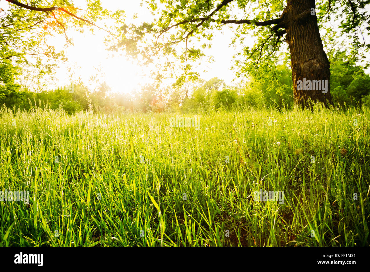 Summer Sunny Forest Trees And Green Grass. Nature Woods Sunlight ...