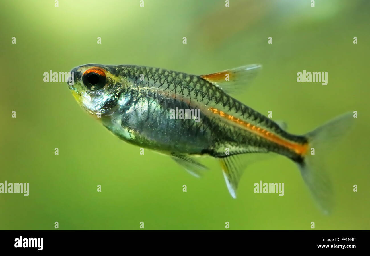 Pregnant Glowlight Tetra