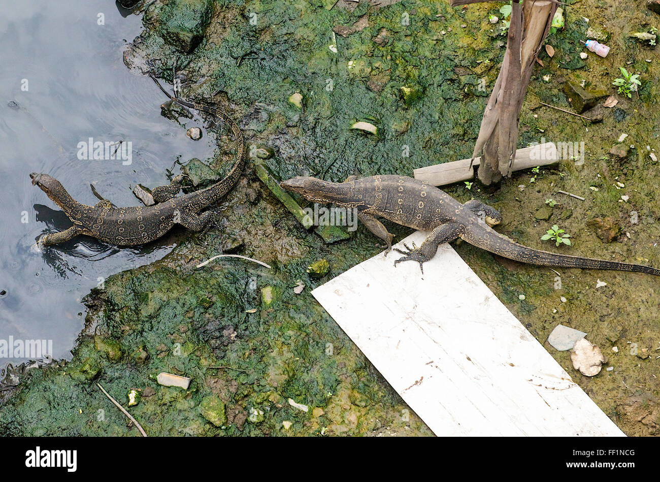 A monitor lizard in Lumphini Park Bangkok Thailand Stock Photo - Alamy