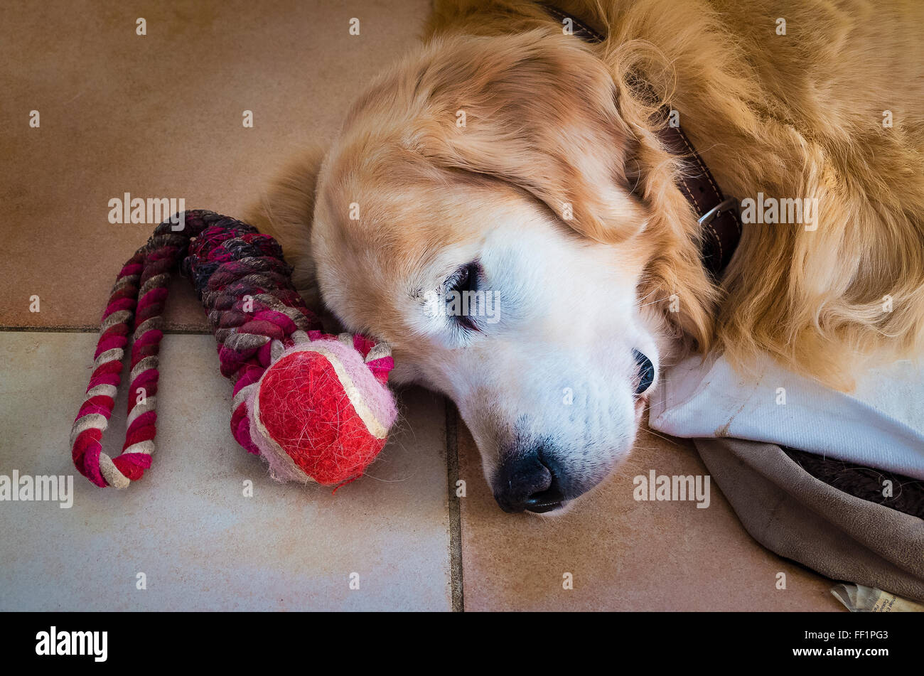 An elderly Golden Retriever dog resting indoors Stock Photo - Alamy