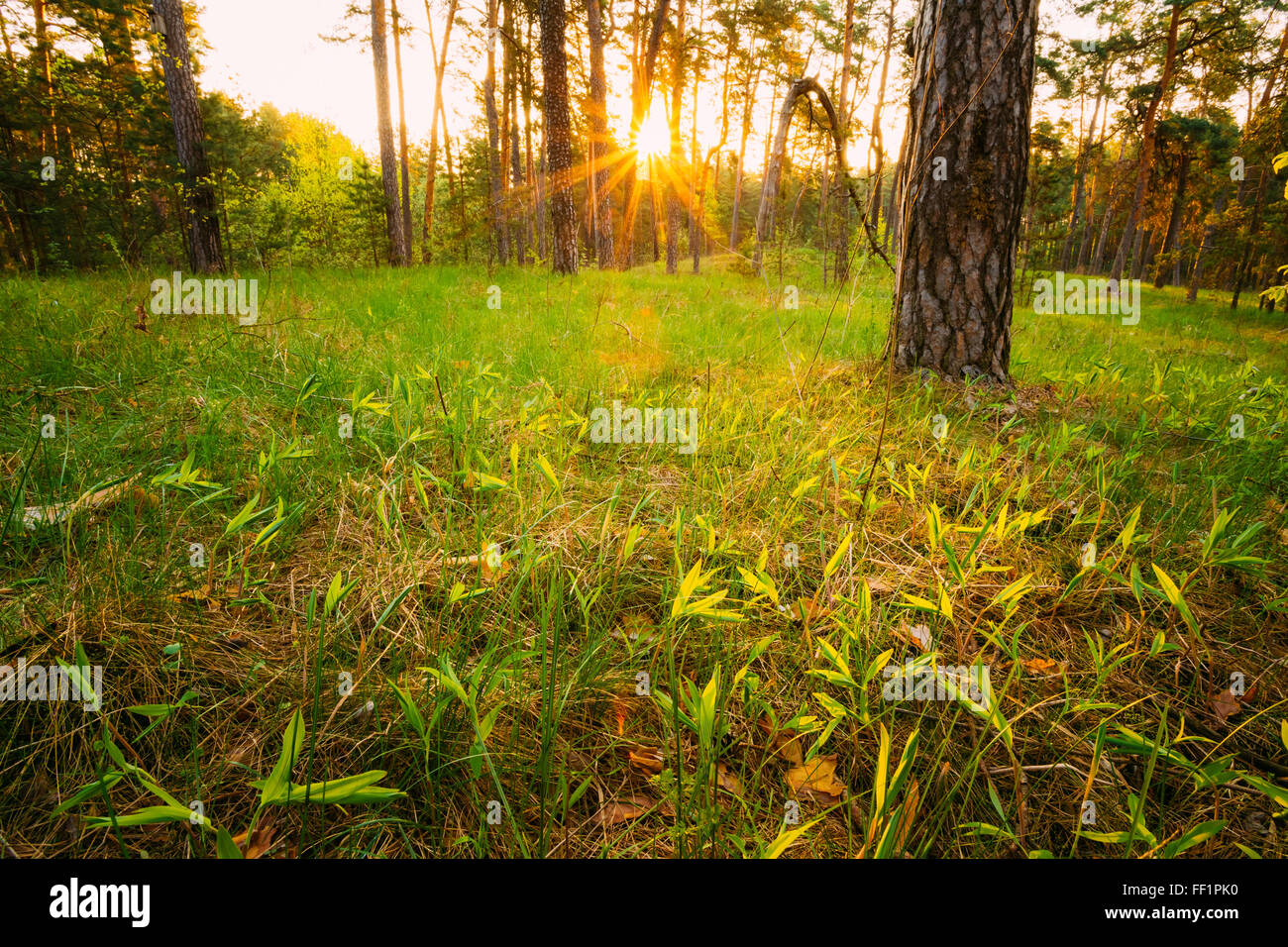 Sunbeams Pour Through Trees In Summer Spring Forest At Sunset, Sunrise ...