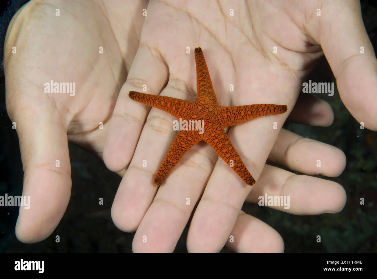 Human hands holding starfish hi-res stock photography and images - Alamy