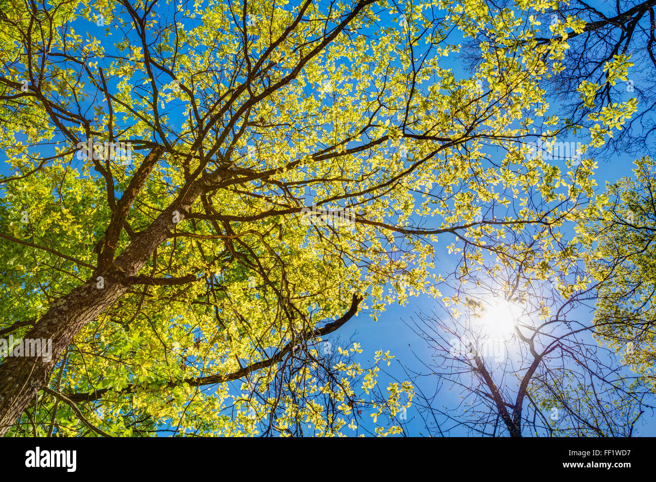Sun shining through the trees hi-res stock photography and images - Alamy