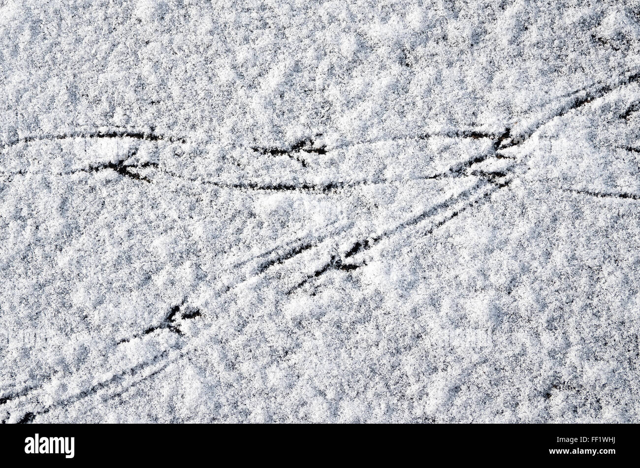 Bird snow prints hi-res stock photography and images - Alamy