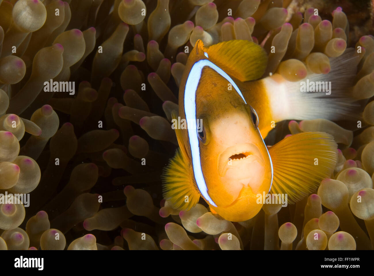 Nemo Anemone Fronds Finding Nemo (2003) Opening Scene, Meet Nemos Mom