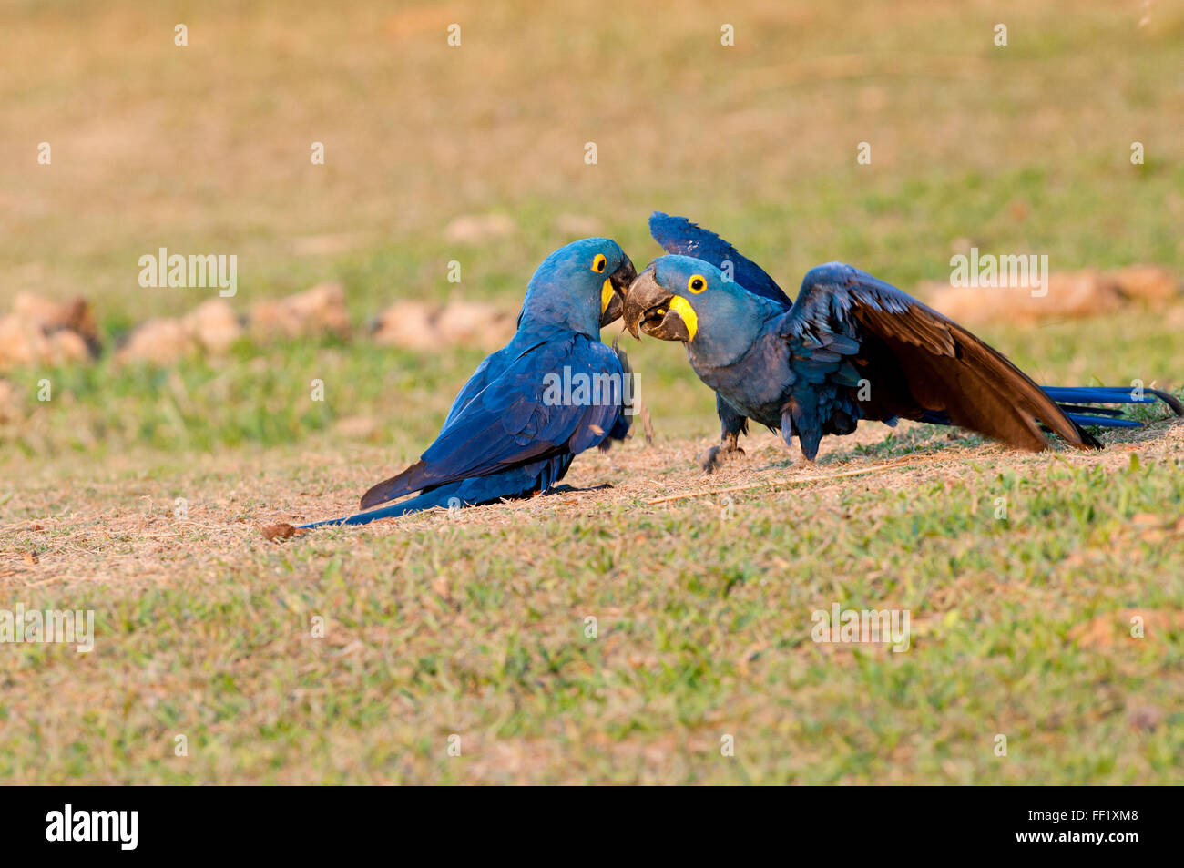 Hyacinth macaws (Anodorhynchus hyacinthinus) interacting in the ...