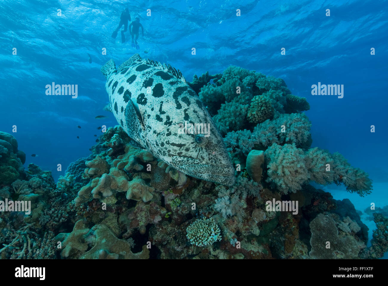 Potato cod great barrier reef hi-res stock photography and images - Alamy