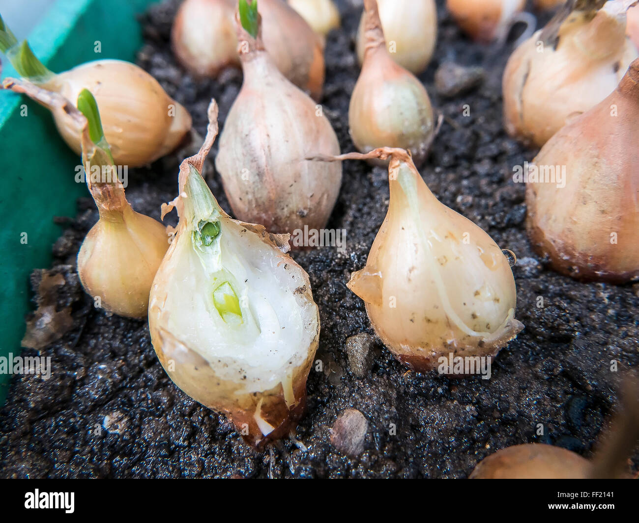 Greenhouse winter section hi-res stock photography and images - Alamy