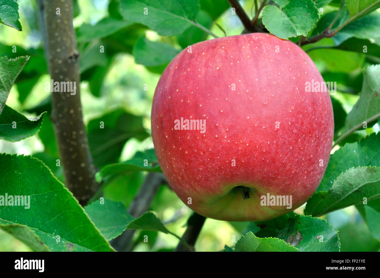 close-up of red apple Stock Photo - Alamy