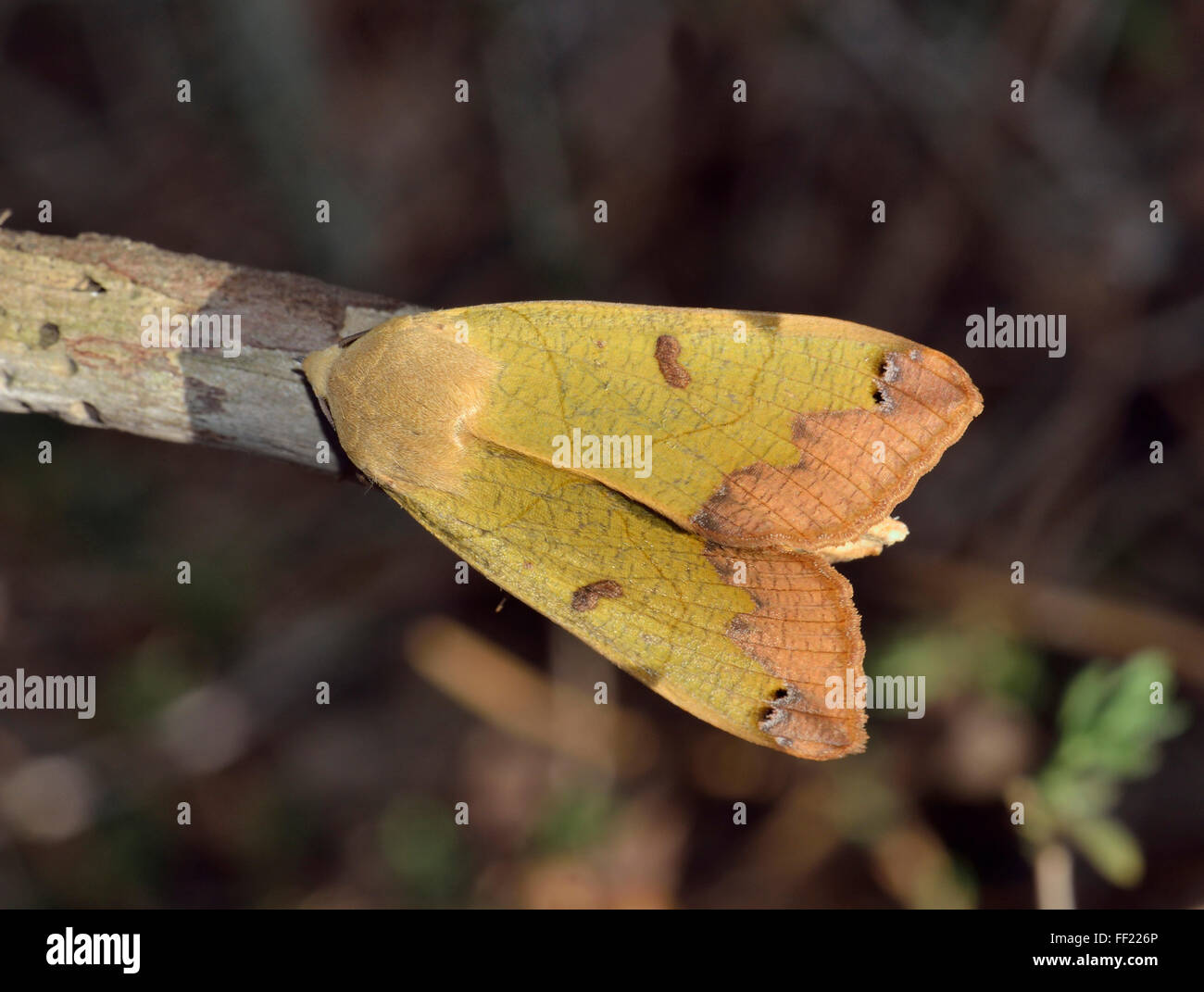Green Drab - Ophiusa tirhaca Large Green Moth Stock Photo - Alamy