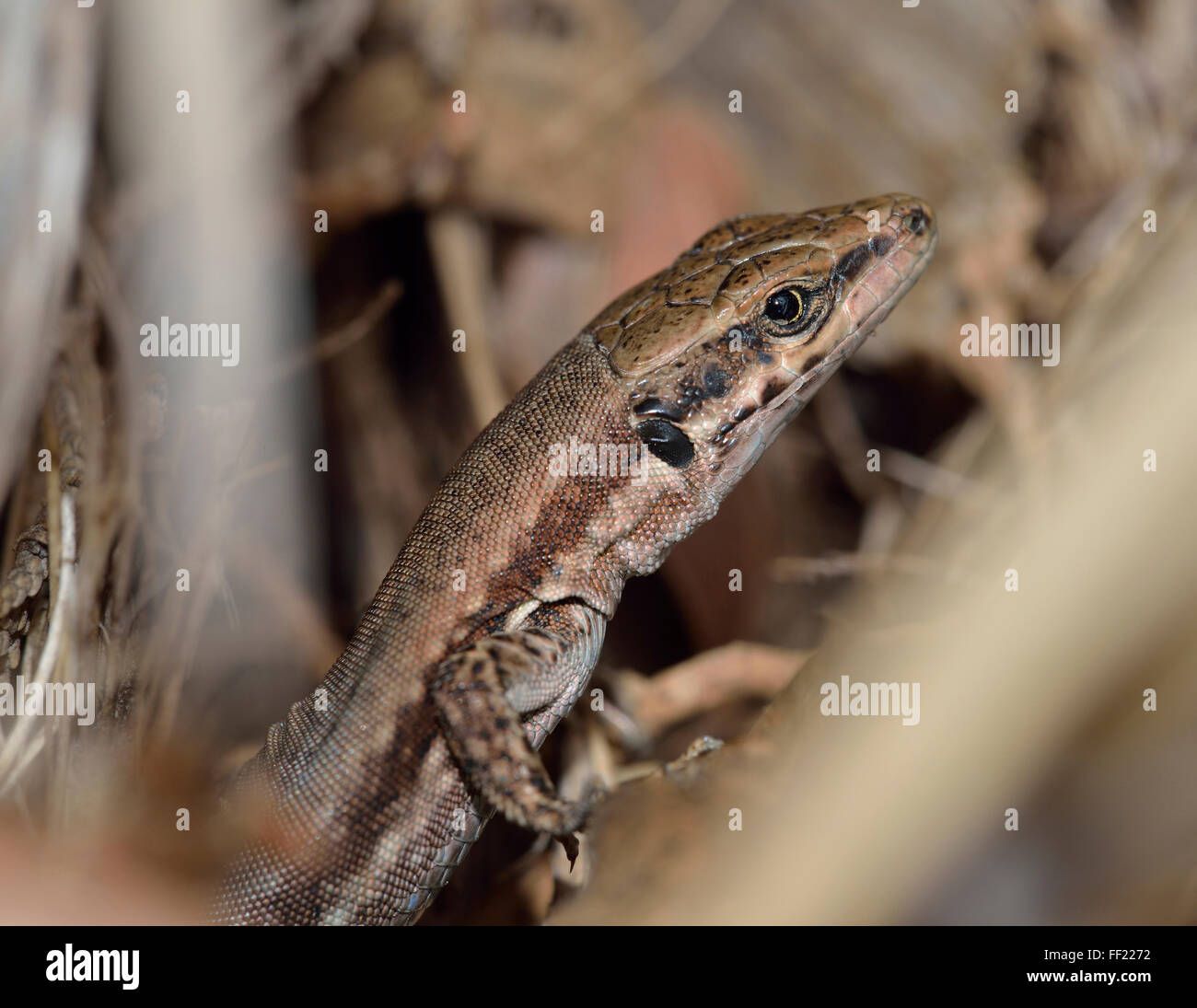 Troodos Wall Lizard - Lacerta troodica Endemic Reptile of Cyprus Stock ...
