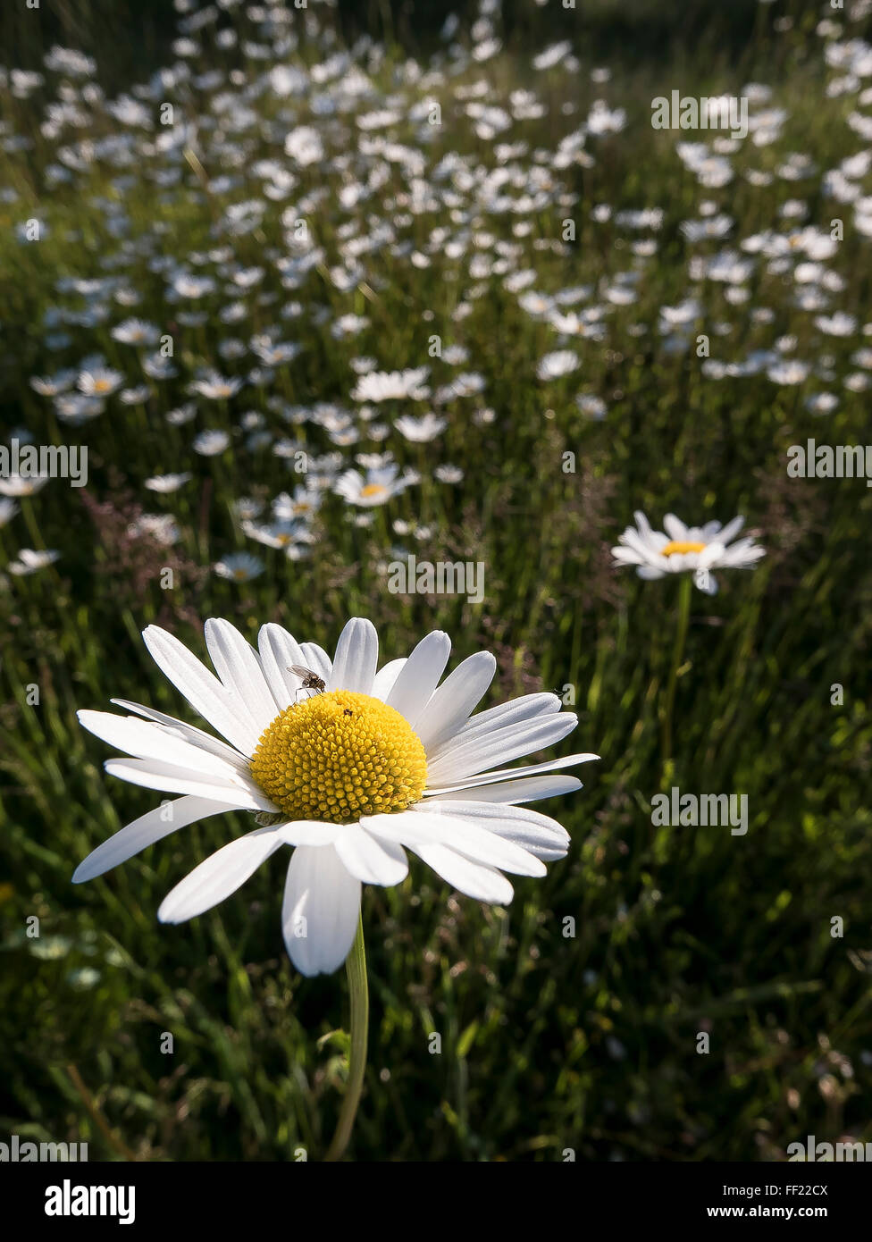 Moon daisy hi-res stock photography and images - Alamy