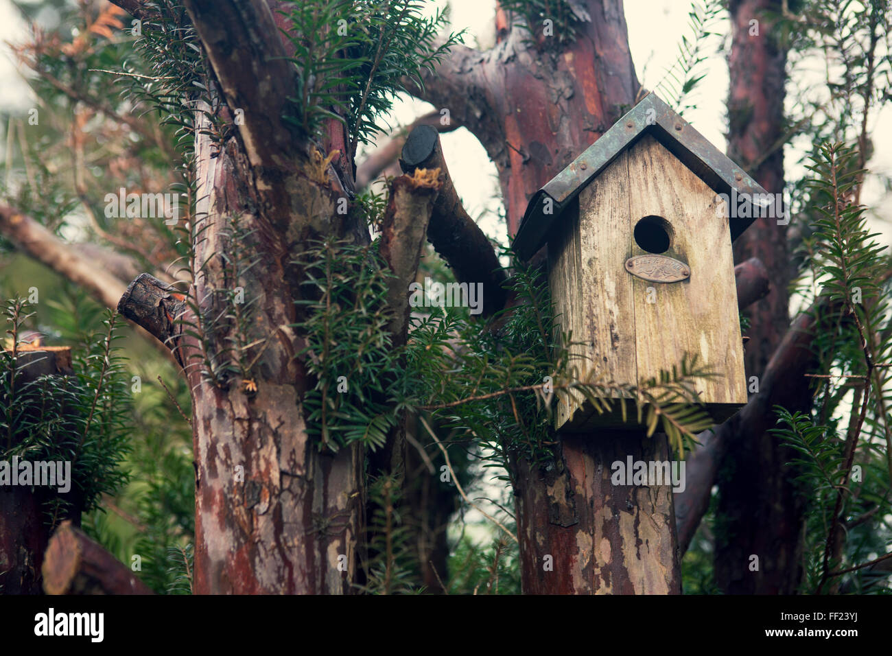 wooden birdhouse on a tree Stock Photo - Alamy