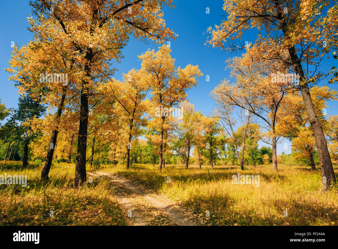 Path Road Way Pathway On Sunny Day In Autumn Sunny Forest Trees. Nature ...