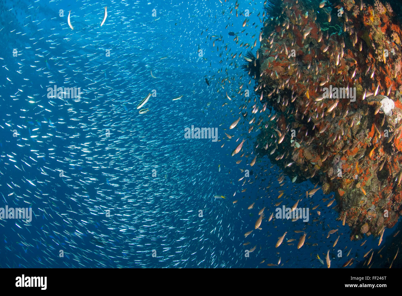Drop off reef underwater in hi-res stock photography and images - Alamy