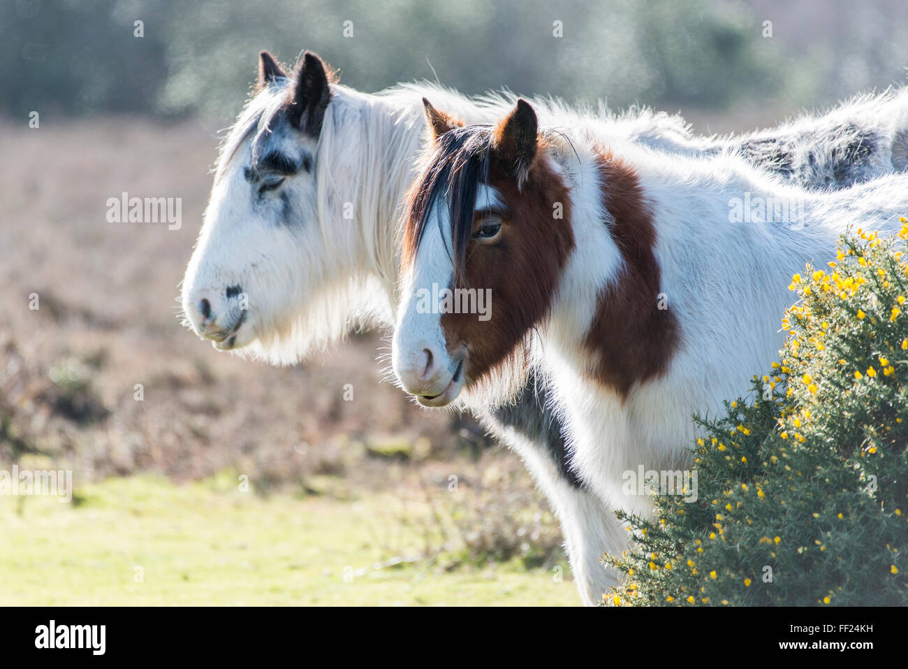 Two New Forest Ponies in the New Forest National Park, Hampshire ...